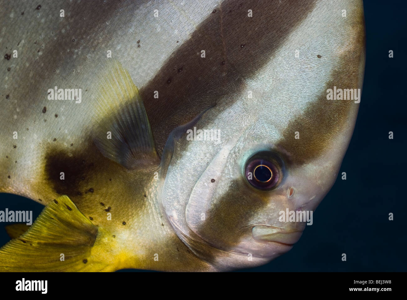 Longfin spadefish under water Stock Photo - Alamy
