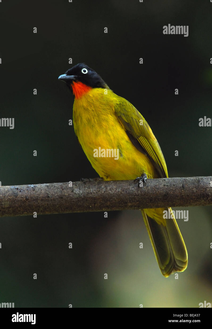 Black crested bulbul pycnonotus hi-res stock photography and images - Alamy
