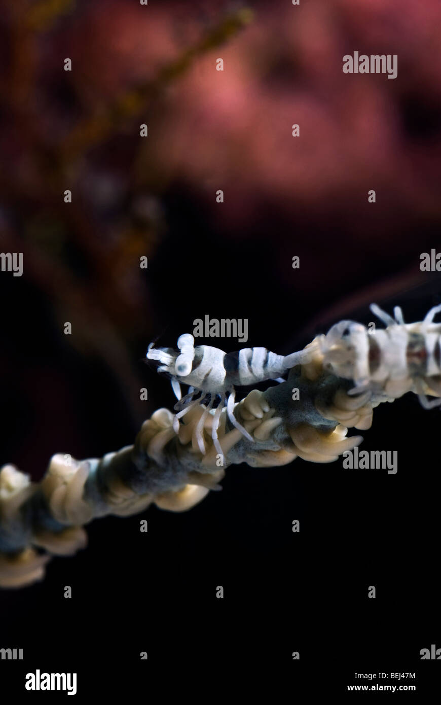 Whip coral partner Shrimp under water Stock Photo - Alamy