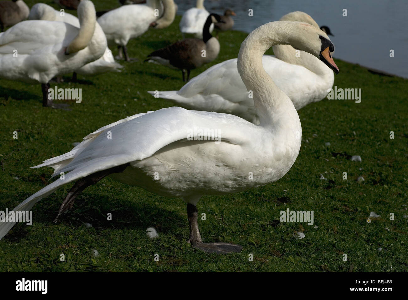 Swan Lake. Swan stretching out in ballet like movement after preening ...