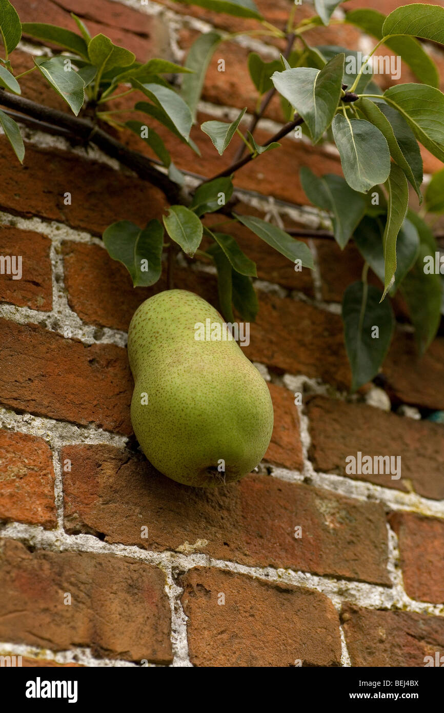 Horticultural technique of training a pear tree to grow its branches ...