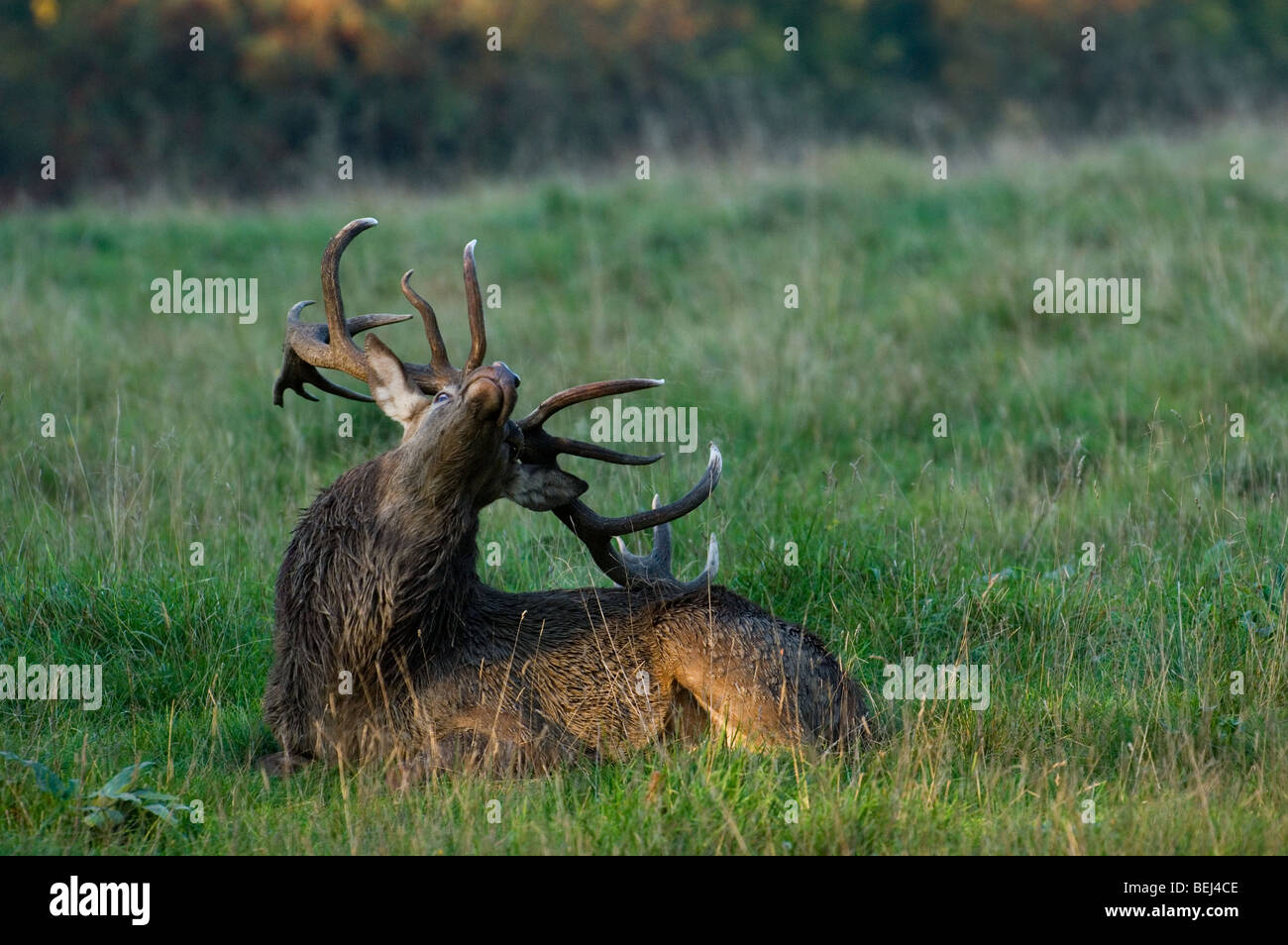 Deer scratching its antler hi-res stock photography and images - Alamy