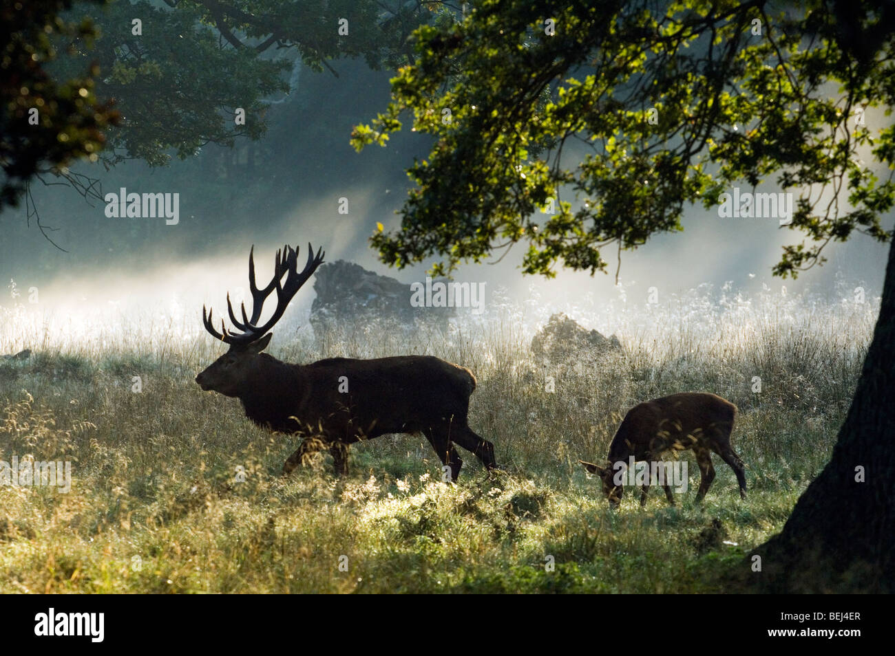 Red deer stag (Cervus elaphus) with hind in early morning mist at ...