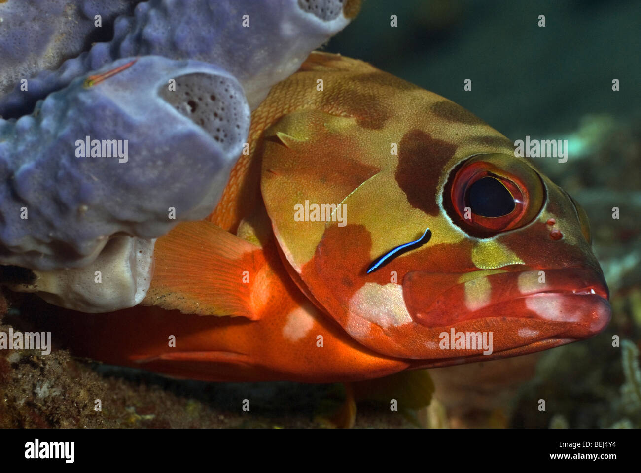 Blacktip Grouper with a cleaner wrasse on the coral reef under water ...