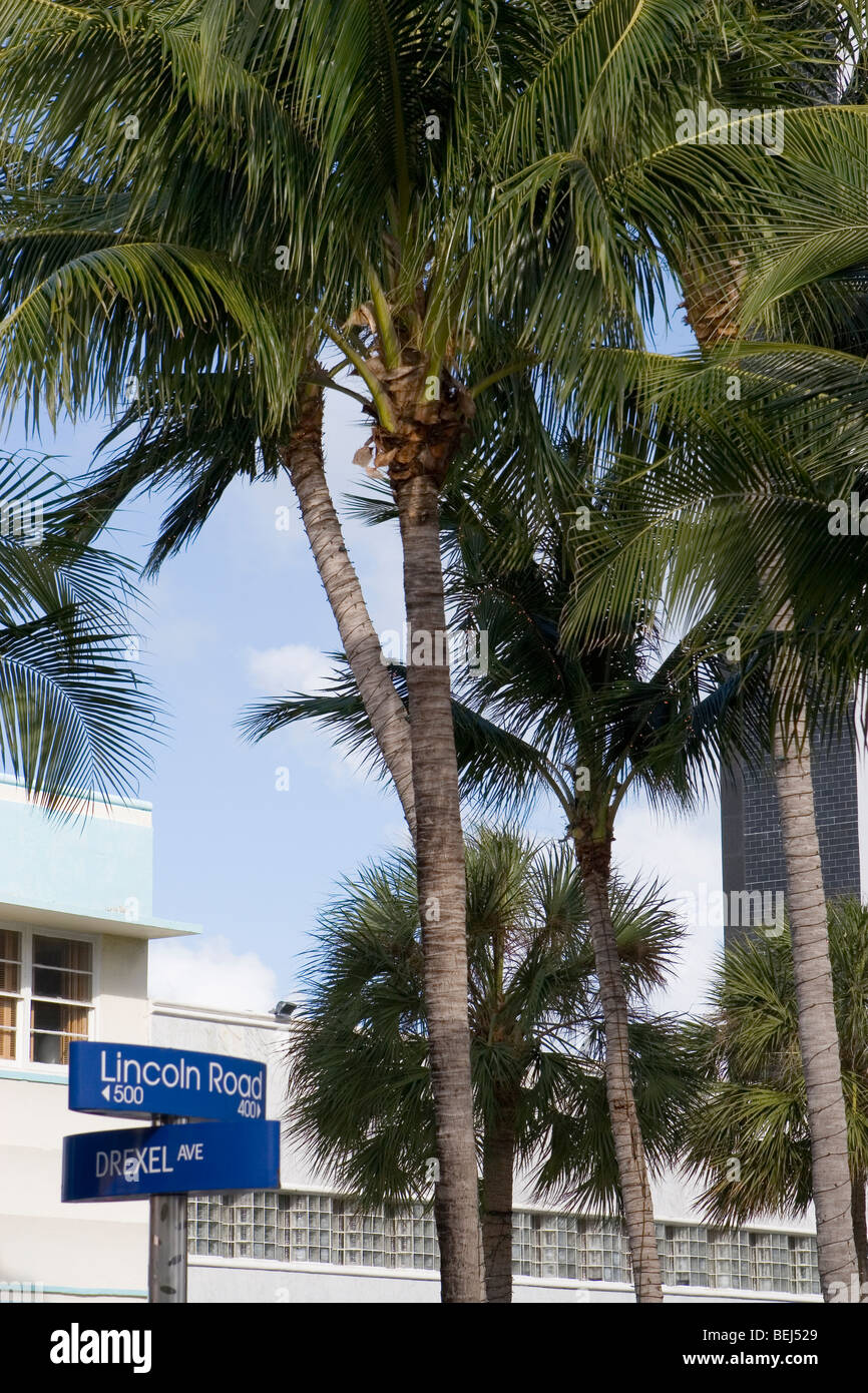 Miami florida coconut tree hi-res stock photography and images - Alamy