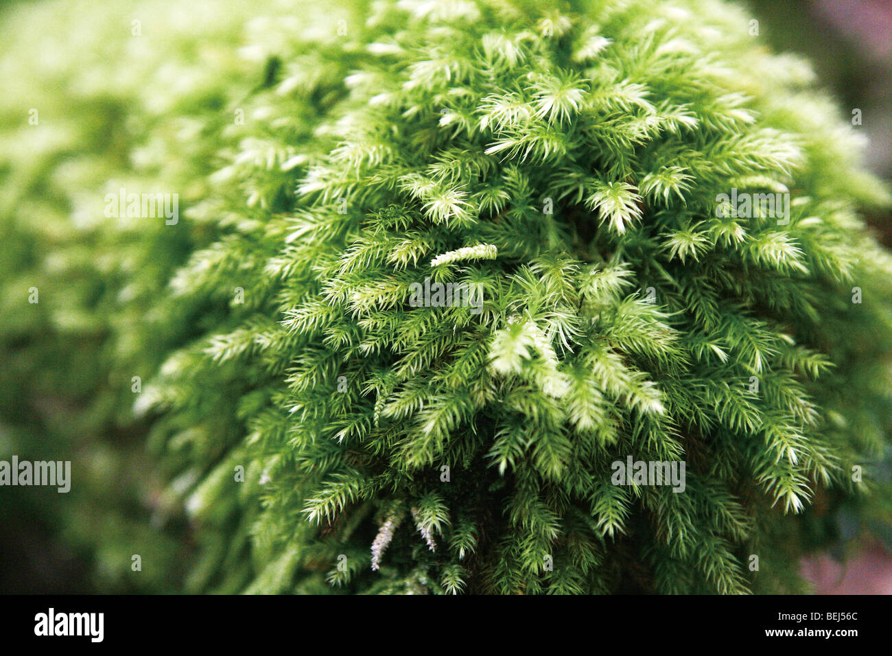 Hair cap moss hi-res stock photography and images - Alamy