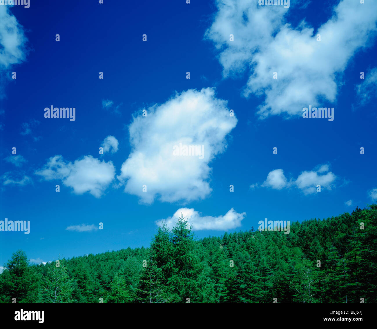 Forest of larch trees in Nagano Prefecture, Japan Stock Photo - Alamy