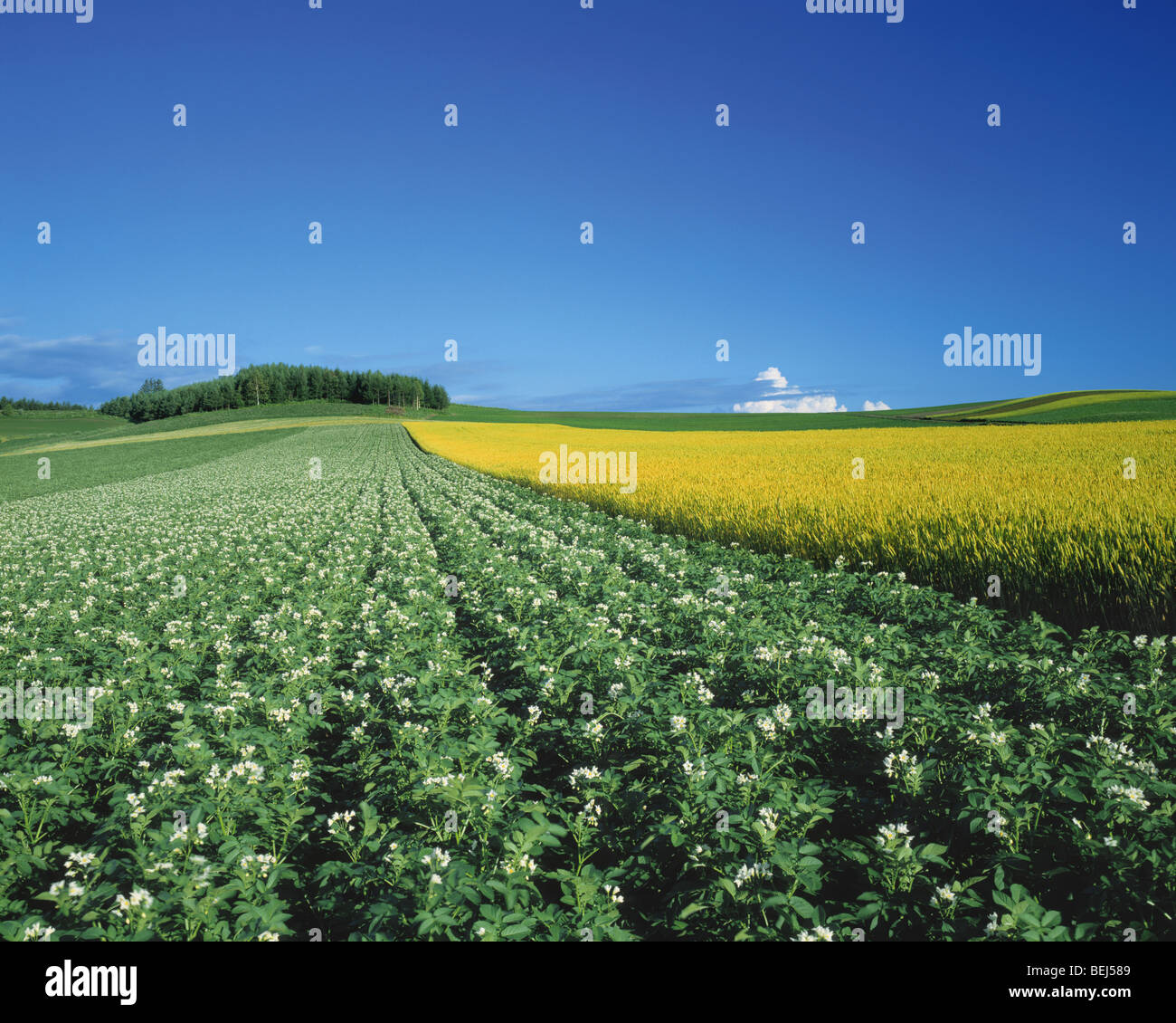 Potato crops in Hokkaido, Japan Stock Photo - Alamy
