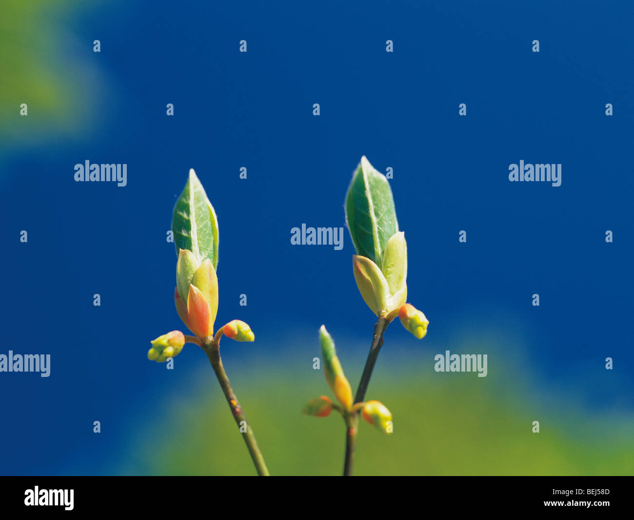 Budding into leaf hi-res stock photography and images - Alamy