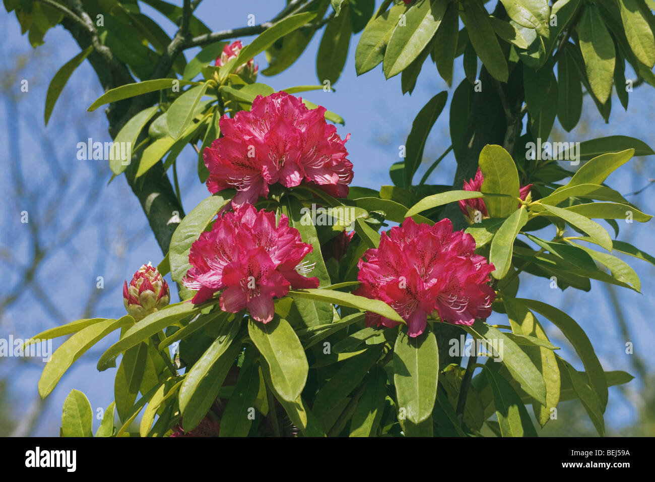 When the alpine roses bloom hi-res stock photography and images - Alamy