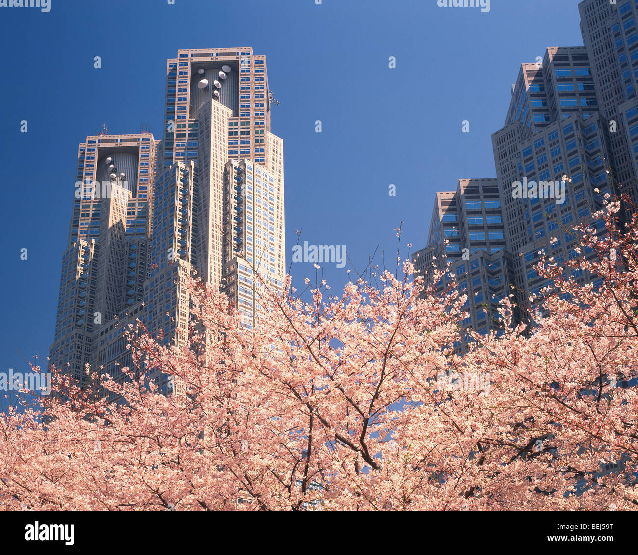 Cherry trees blossoming in front of city skyscrapers, Shinjuku-Ku ...