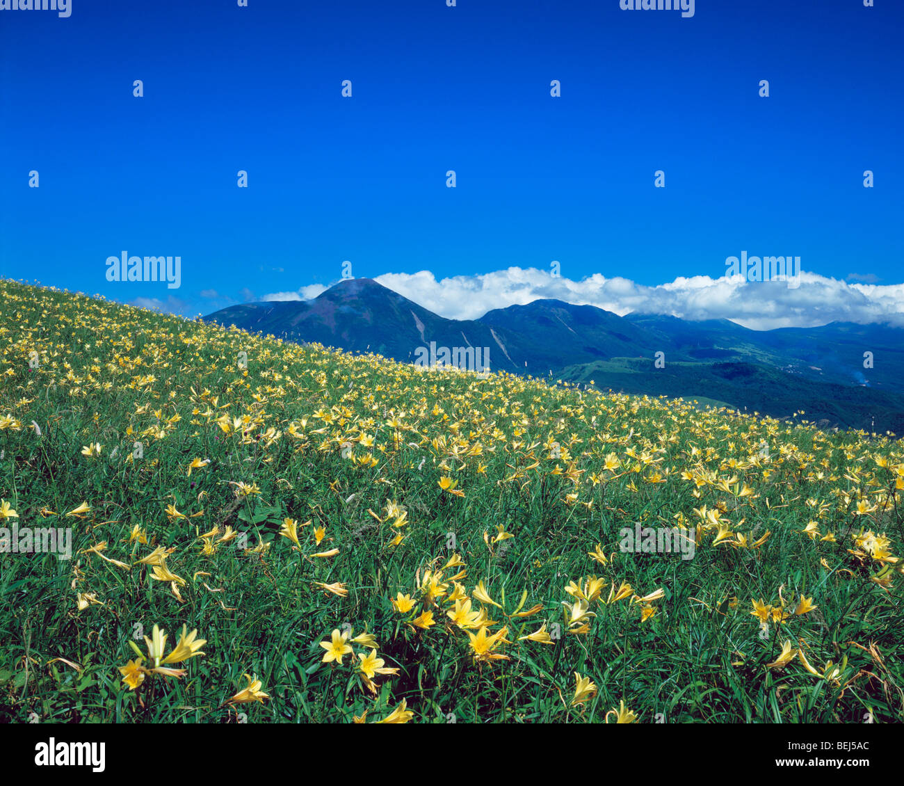 Lily field hi-res stock photography and images - Alamy