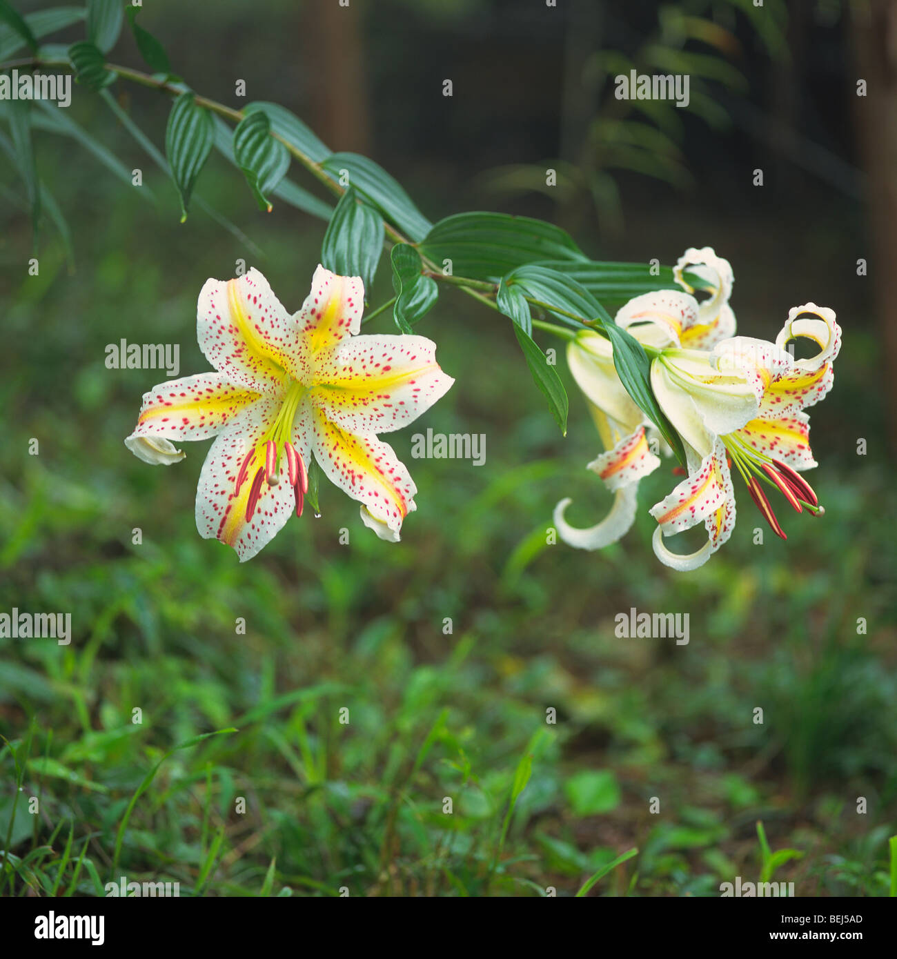 Golden rayed flowers hi-res stock photography and images - Alamy