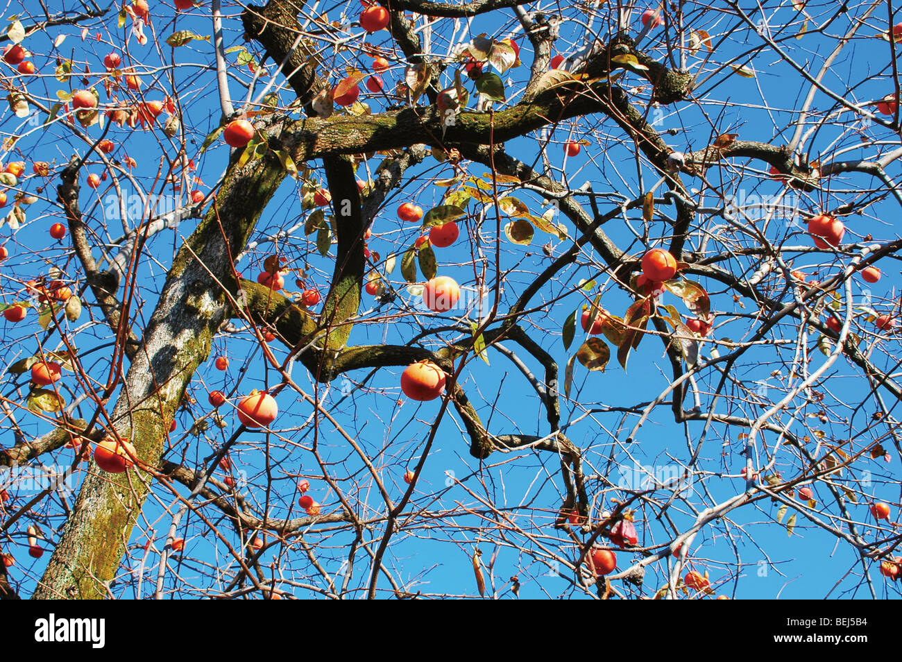 Abundance of persimmons hi-res stock photography and images - Alamy
