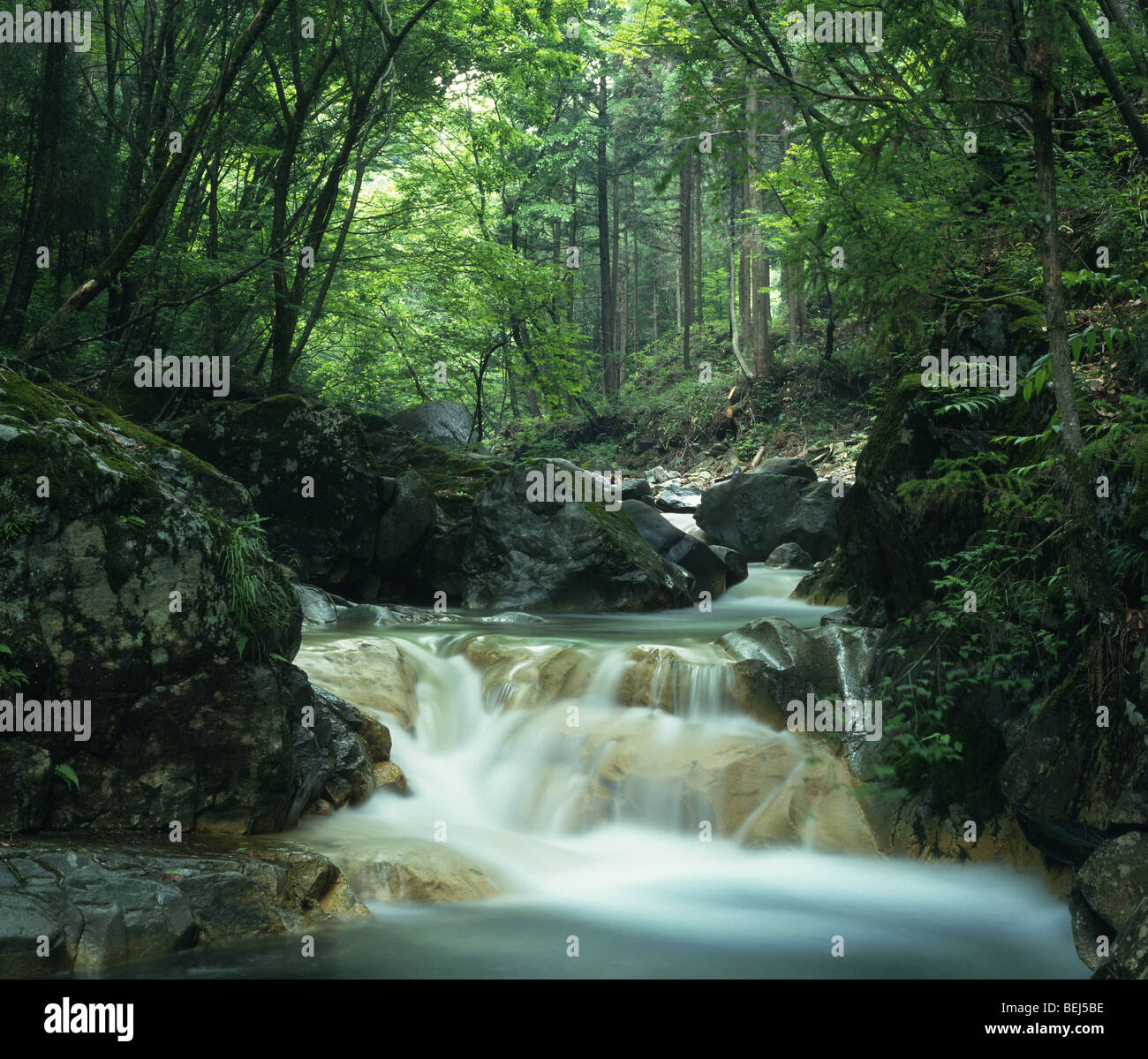 River flowing through a forest Stock Photo - Alamy