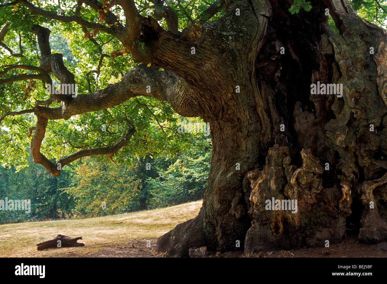 Old hollow English oak / pedunculate oak tree (Quercus robur) in ...