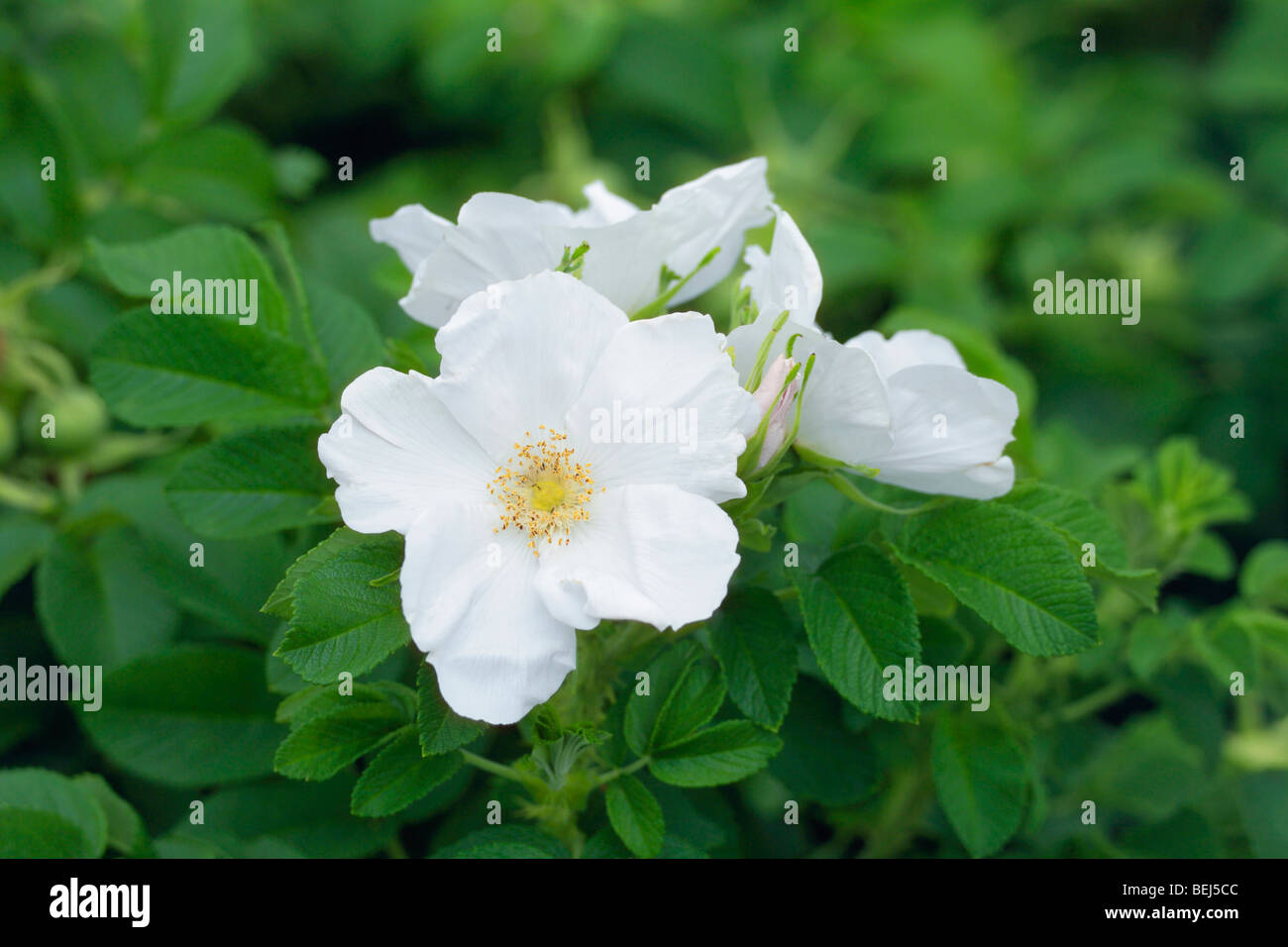 White ramanas rose Stock Photo - Alamy