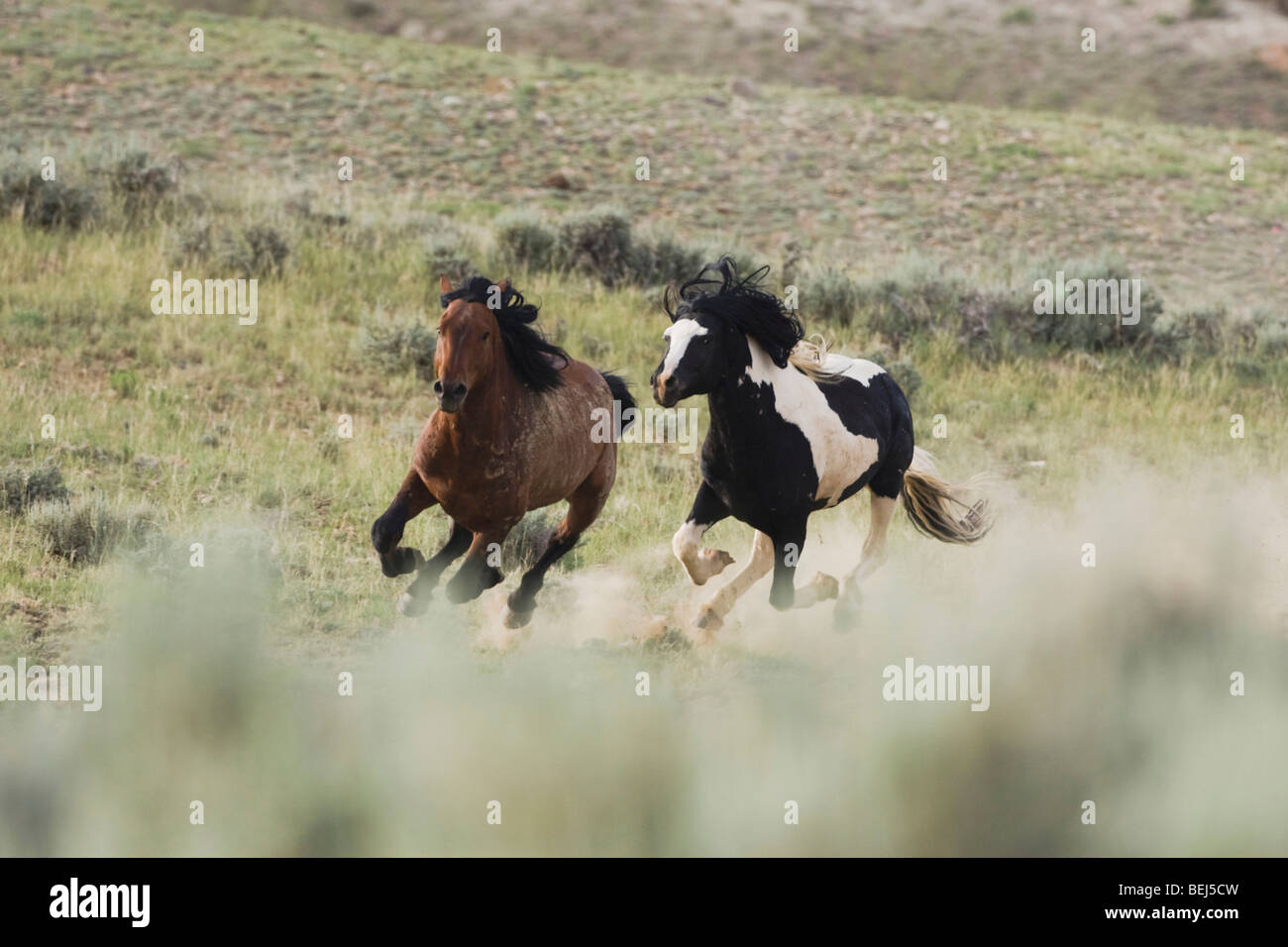 Mustang Horse (Equus caballus), herd running, Pryor Mountain Wild Horse ...