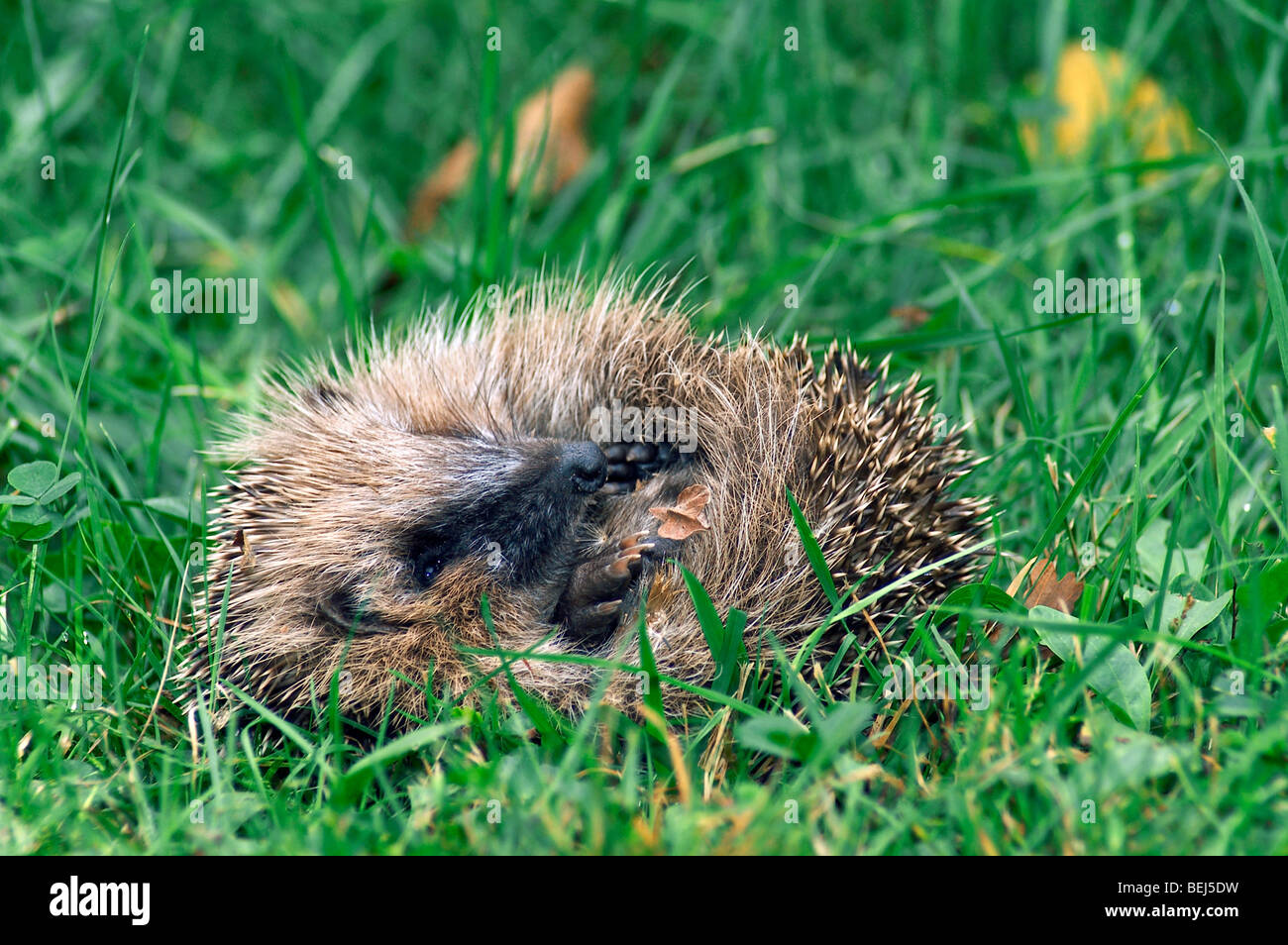 Curled up animal hi-res stock photography and images - Alamy