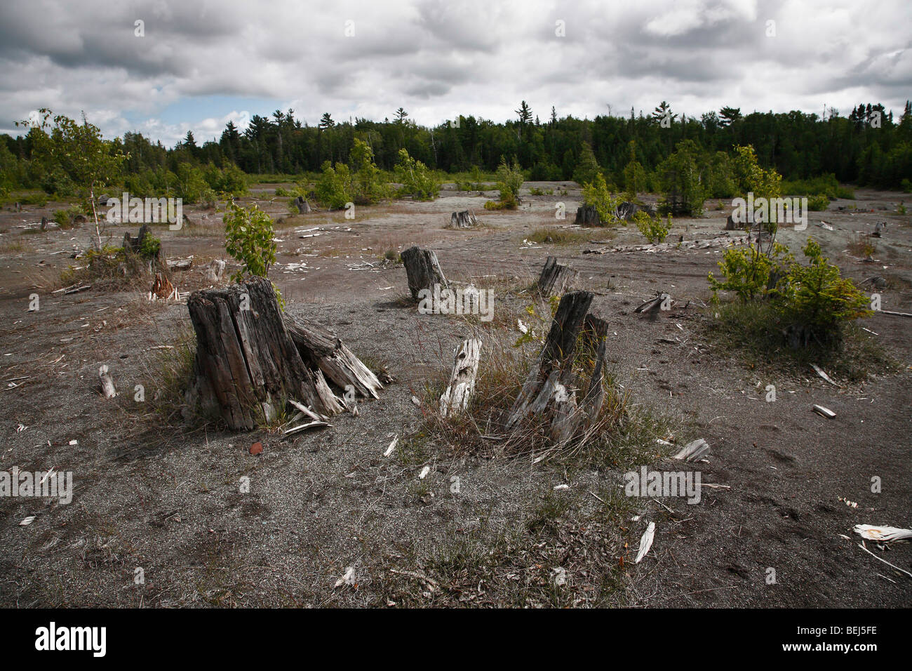 Devastated landscape forest natural disaster in Upper Peninsula ...