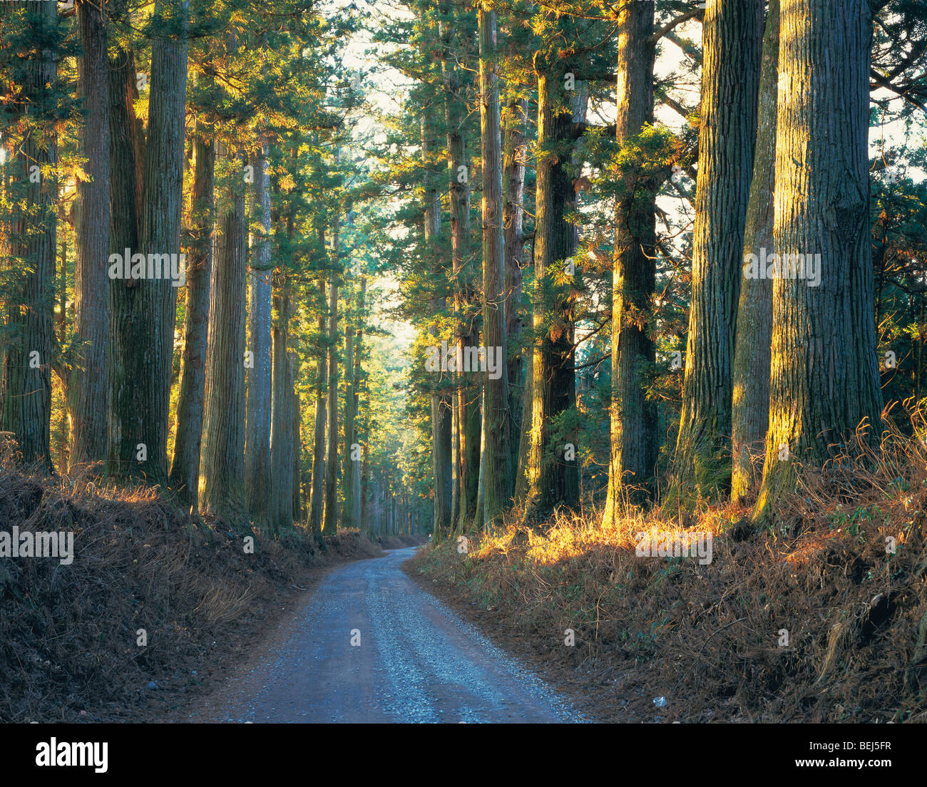 Nikko highway hi-res stock photography and images - Alamy