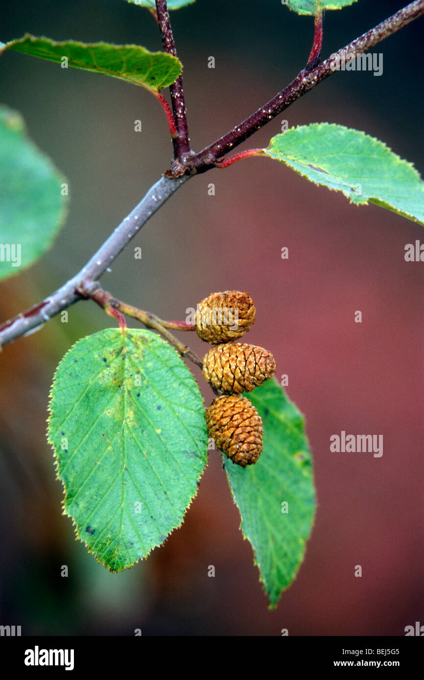 Green alder (Alnus crispa / Alnus viridis) leaves and catkins, Alaska ...