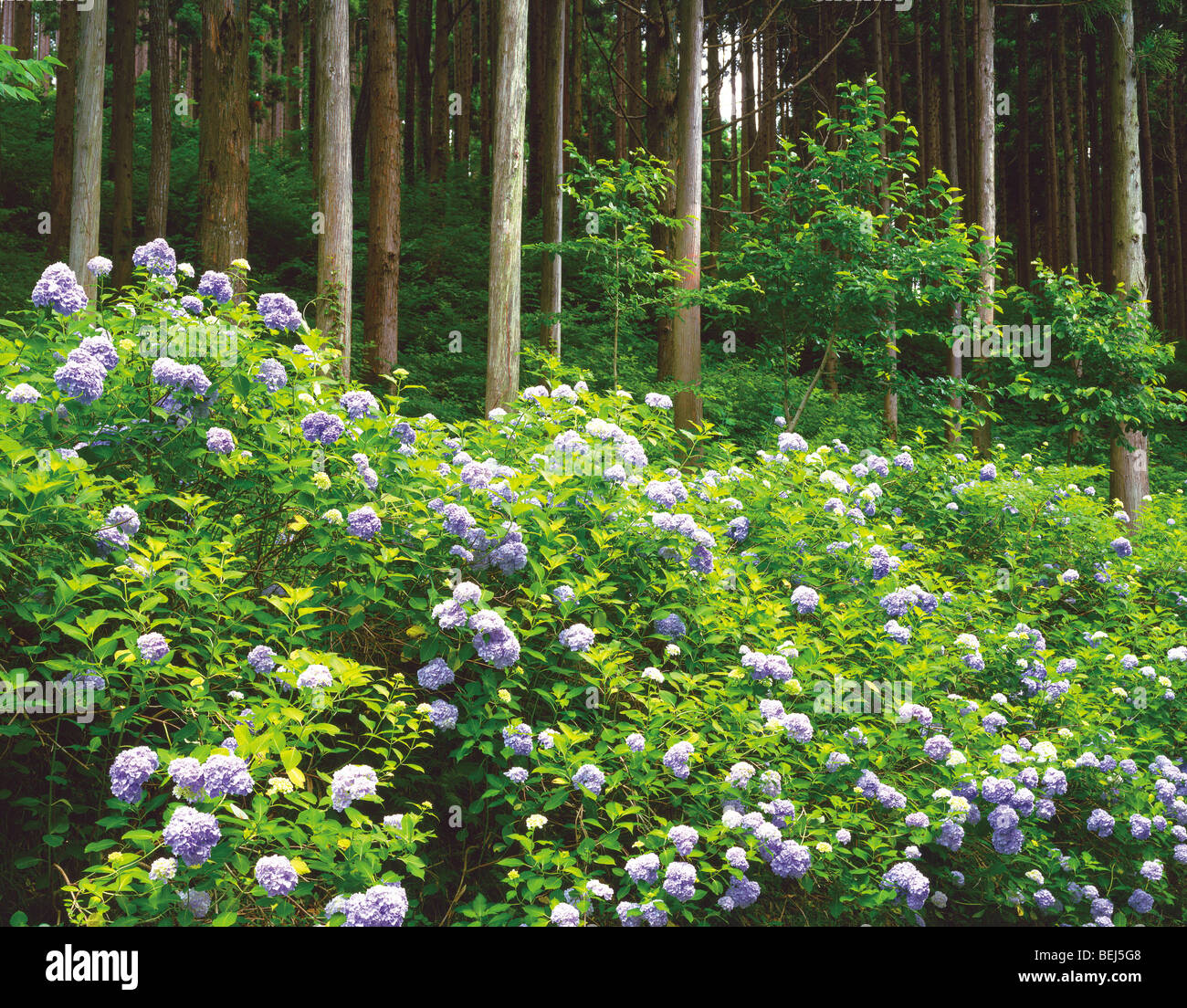 Hydrangea japan forest hi-res stock photography and images - Alamy