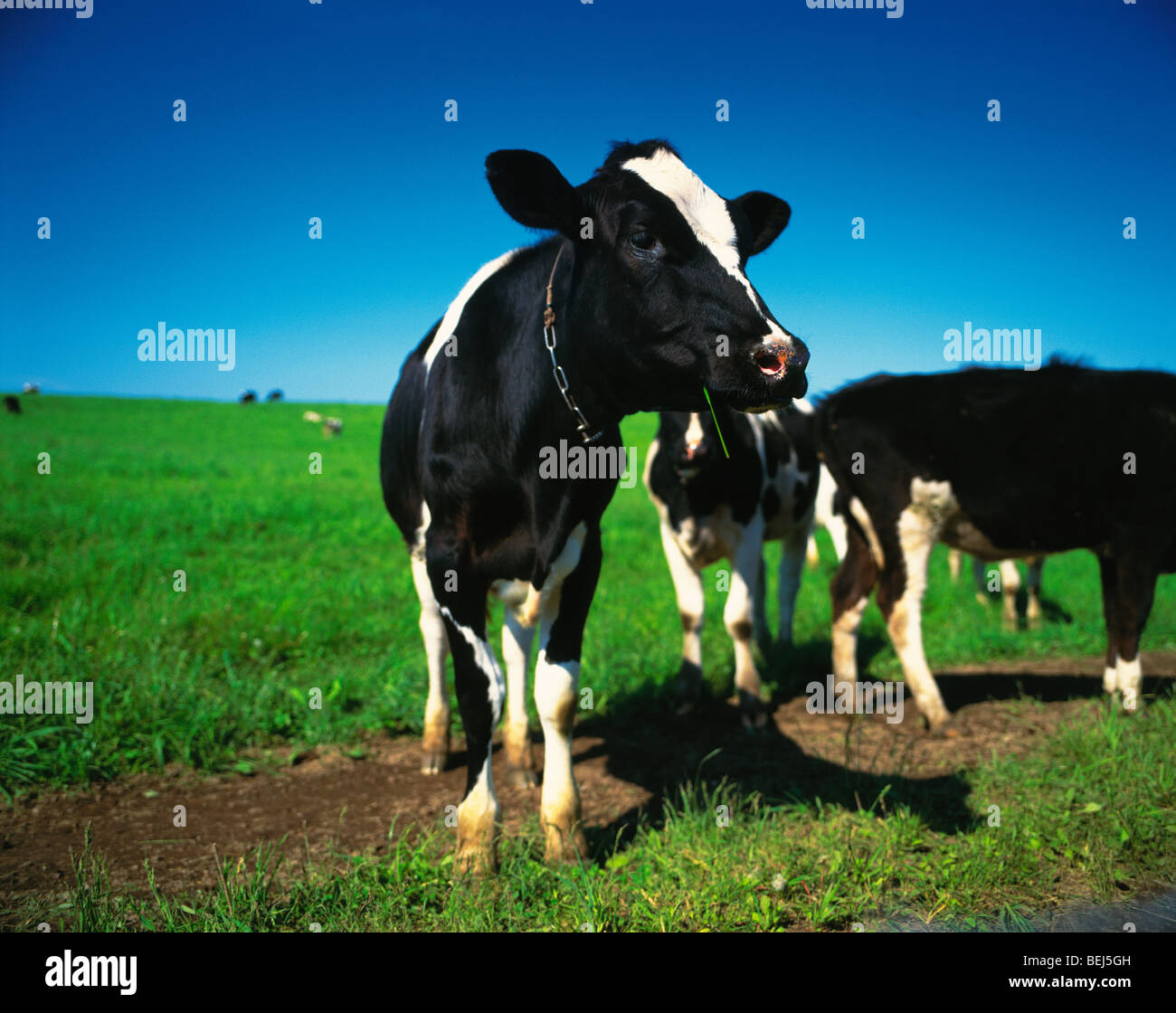 Holstein cows in a field Stock Photo - Alamy