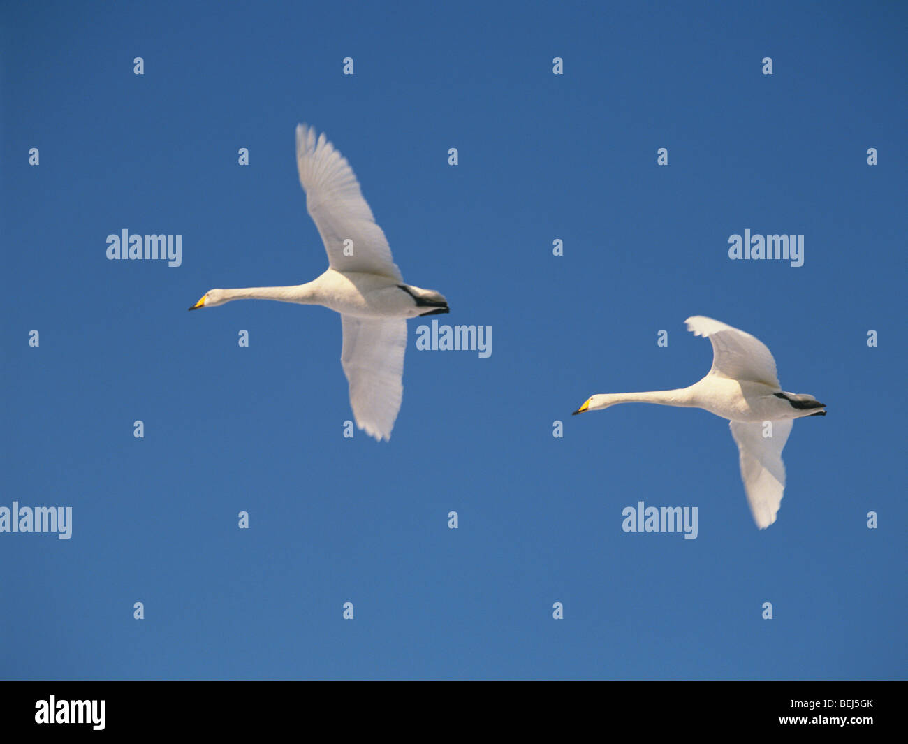 Swans flying in a clear blue sky Stock Photo - Alamy