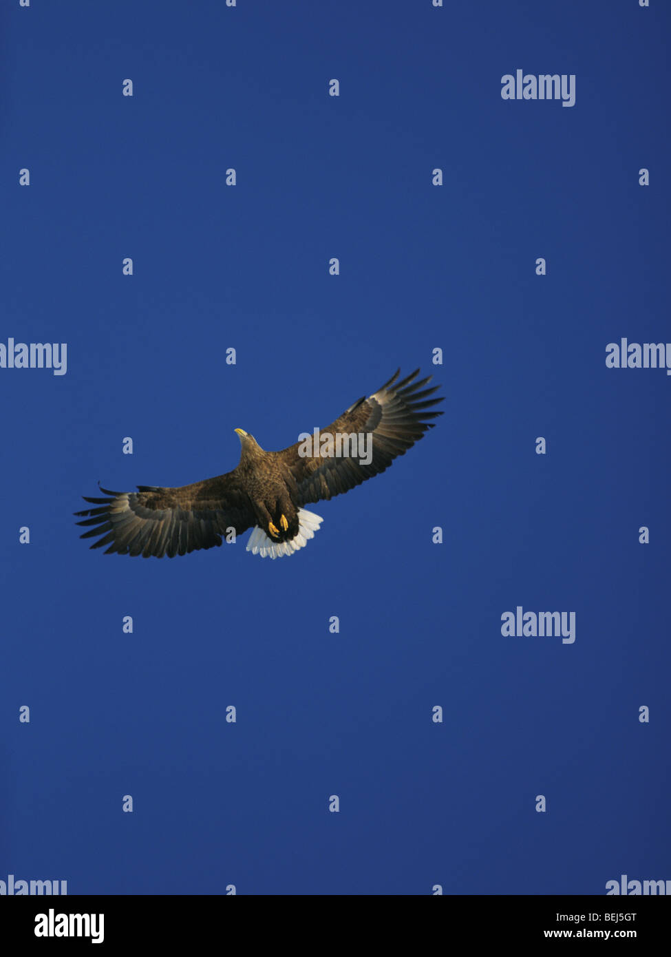 White-tailed sea eagle flying in a clear blue sky Stock Photo - Alamy