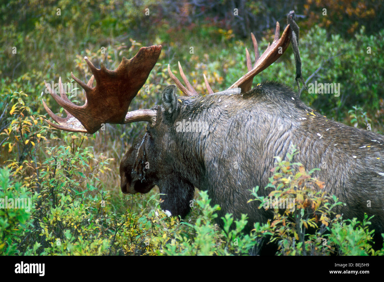 Bull moose (Alces alces) with big antlers among willows in the taiga in ...