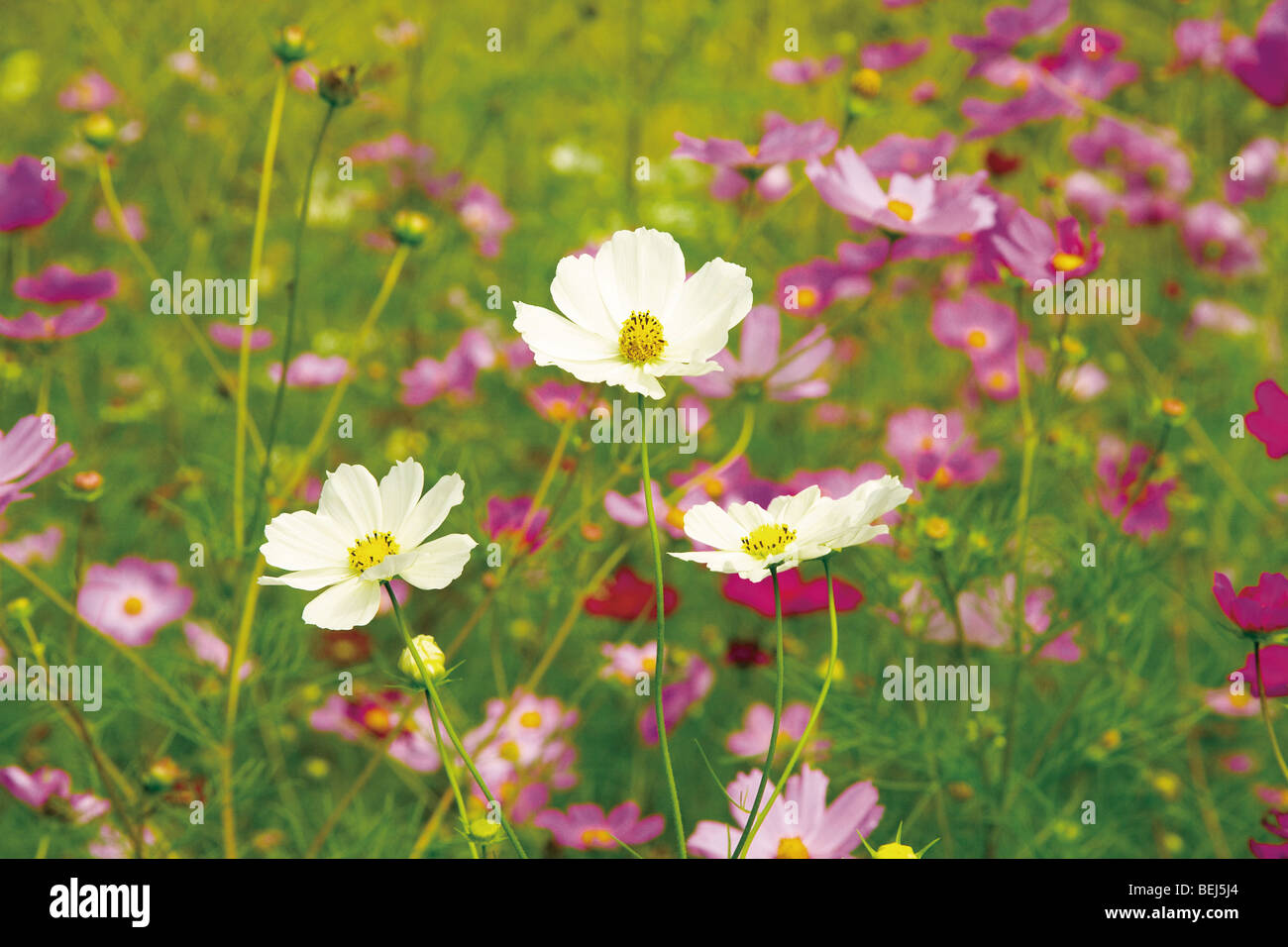 Field of cosmos flowers Stock Photo - Alamy