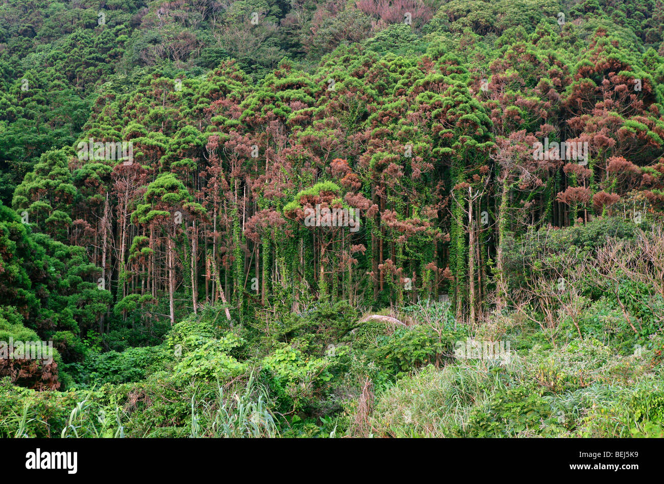 Yakushima islands forest hi-res stock photography and images - Alamy