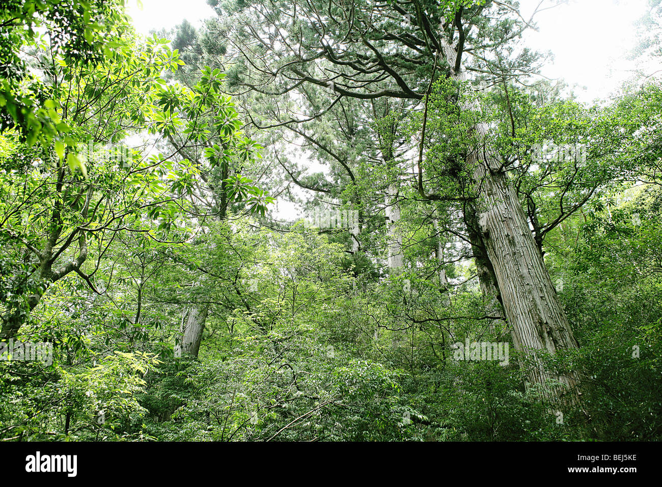 Yakushima islands forest hi-res stock photography and images - Alamy
