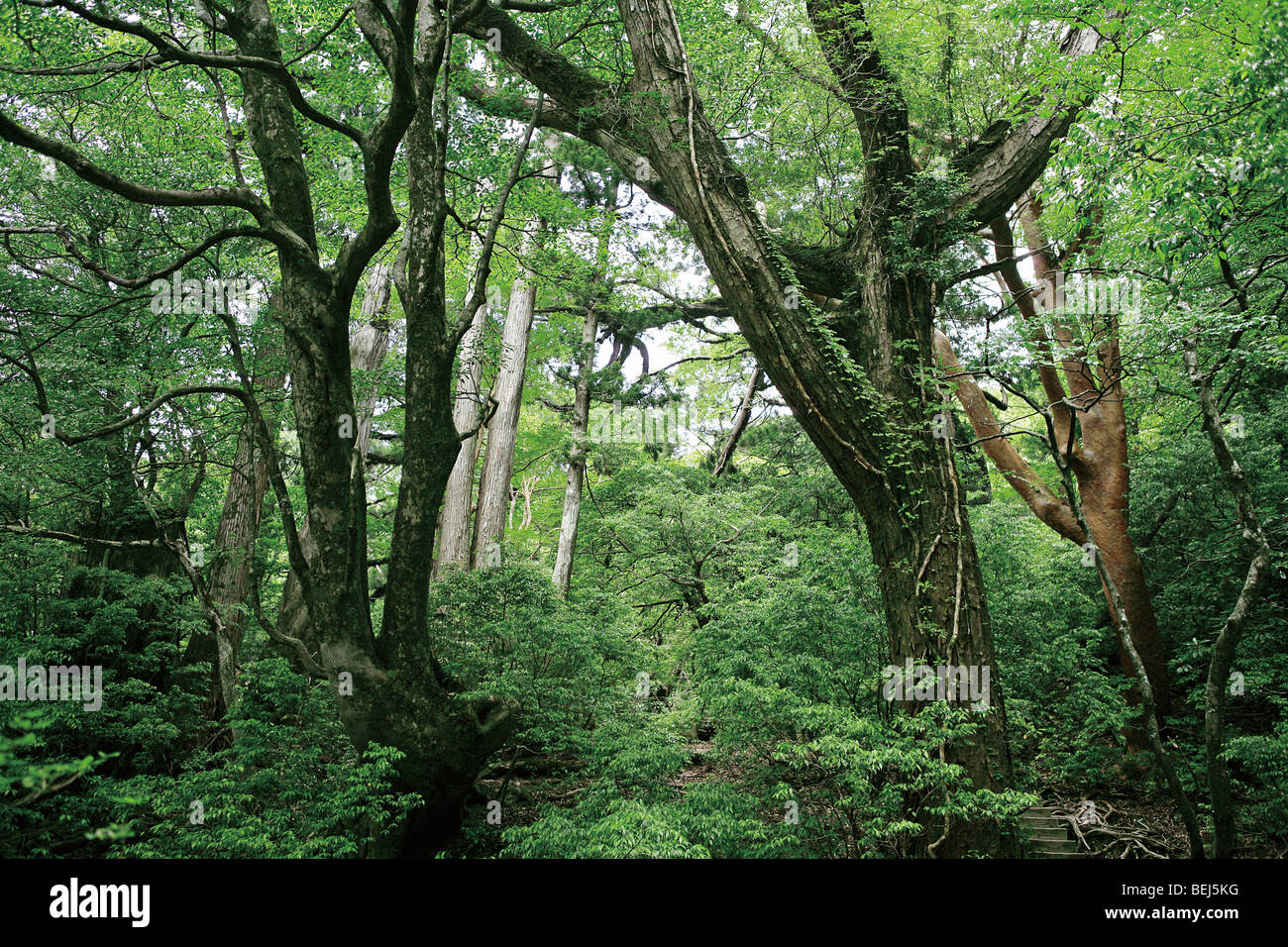 Forest, Yaku Islands, Kagoshima Prefecture, Japan Stock Photo - Alamy