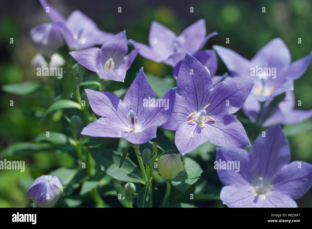 Chinese bellflowers hi-res stock photography and images - Alamy