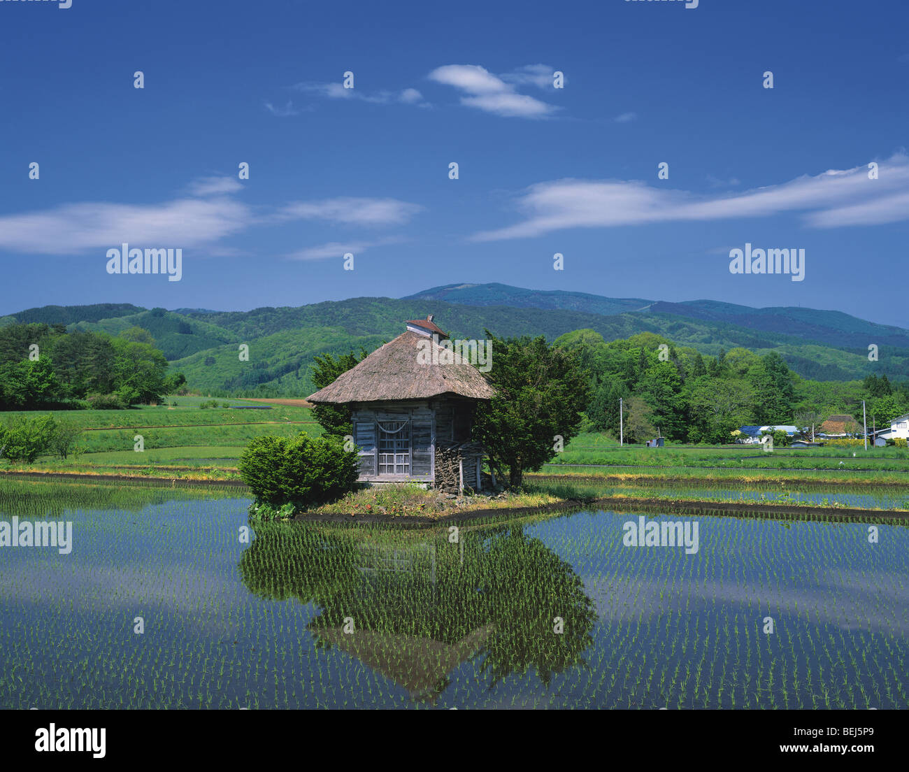 Rice field, Tono, Iwate Prefecture, Japan Stock Photo - Alamy