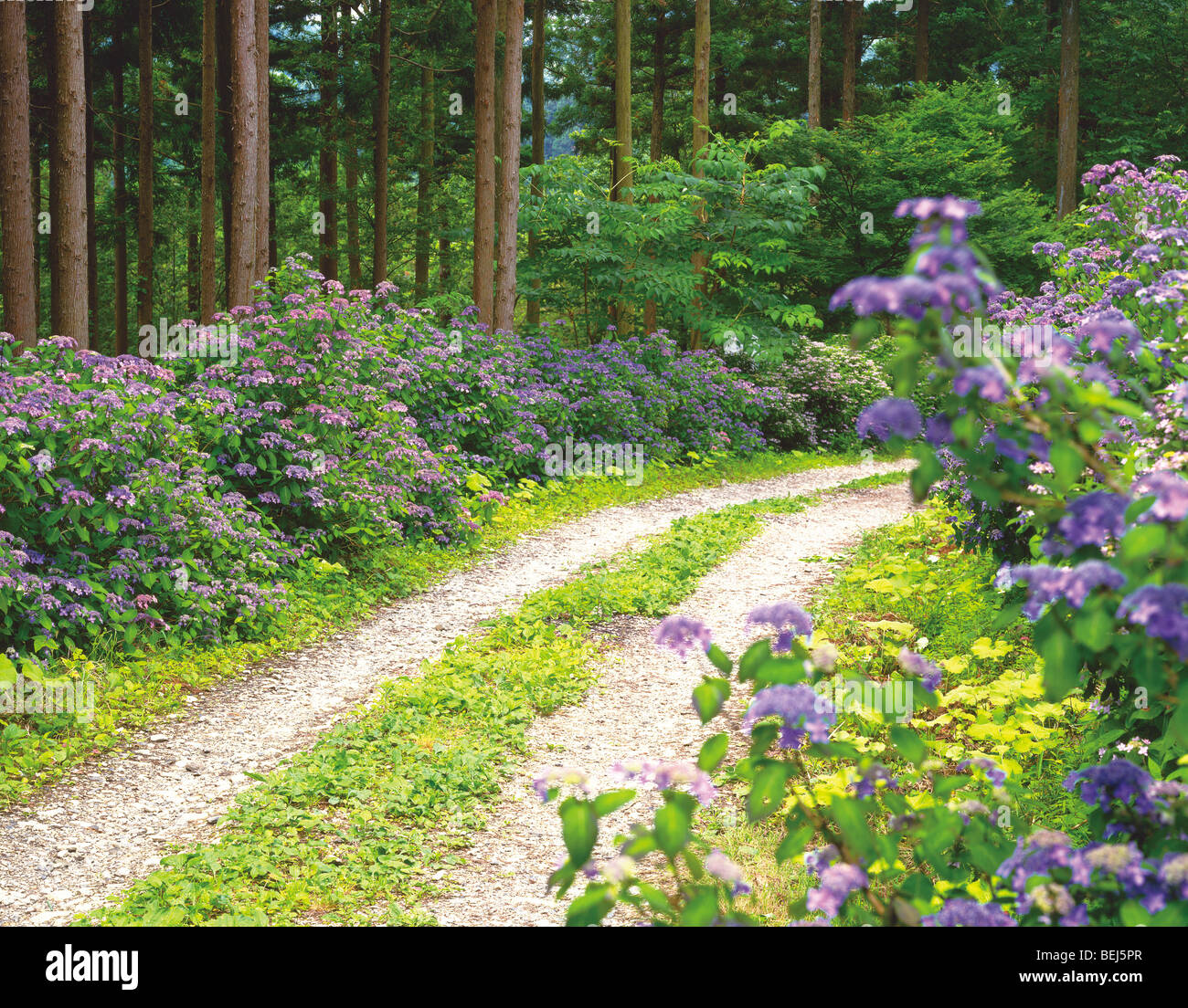Hydrangea japan forest hi-res stock photography and images - Alamy