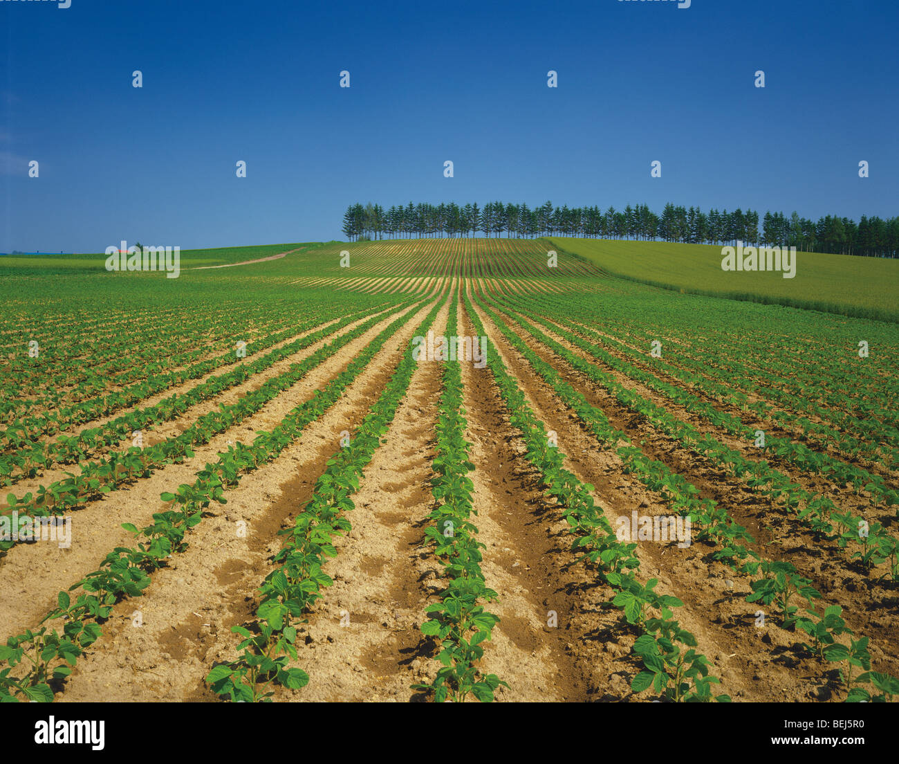 Bean crops growing in rows in Hokkaido, Japan Stock Photo - Alamy