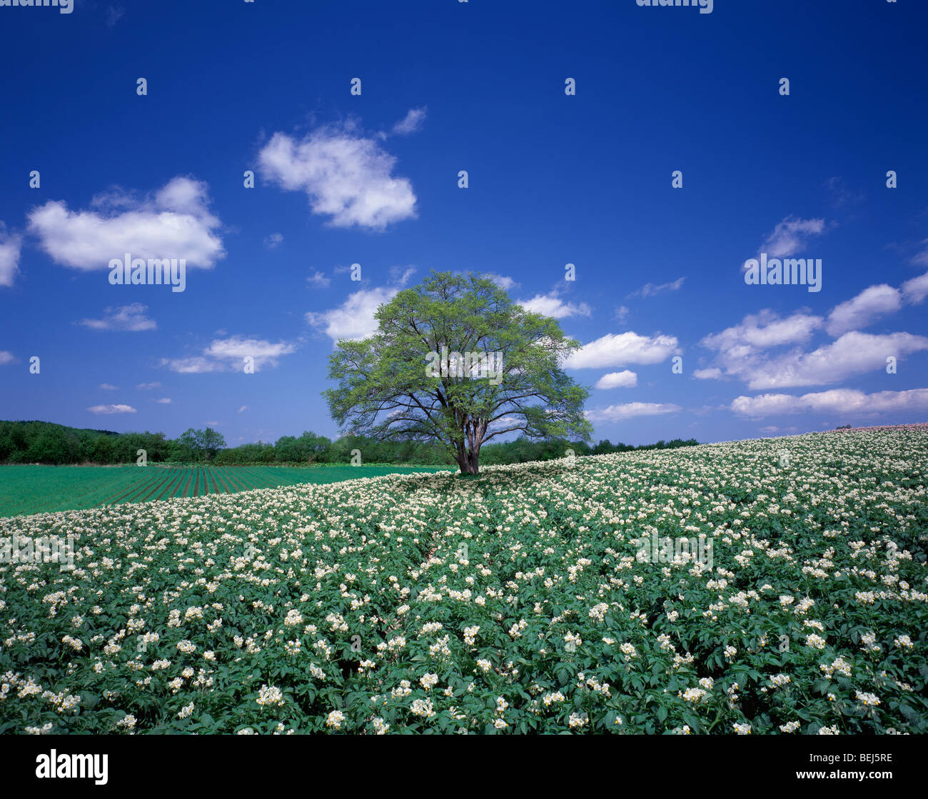 White flowers in a field with a single tree Stock Photo - Alamy