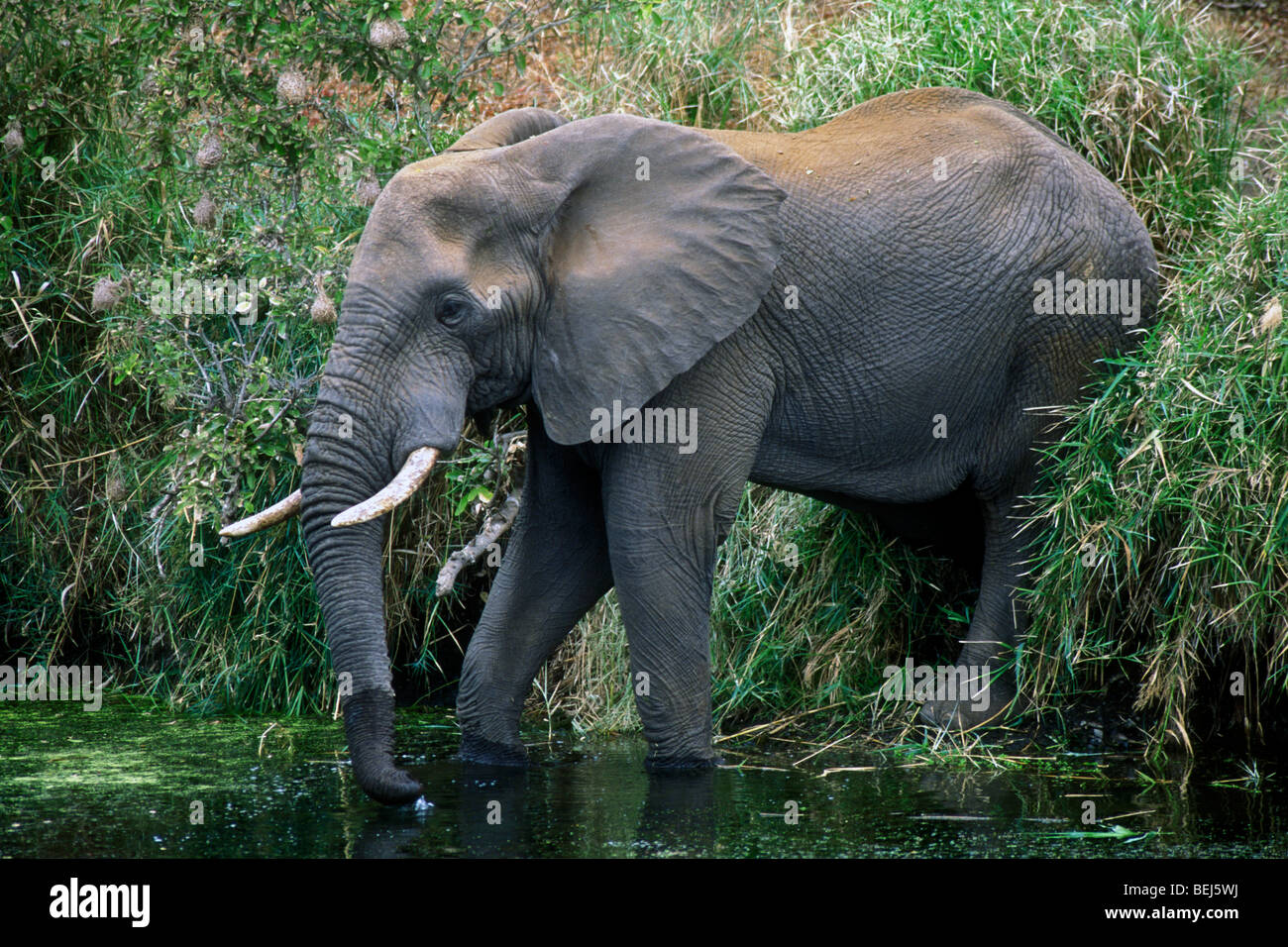 African elephant (Loxodonta africana) drinking water from pond in bush ...