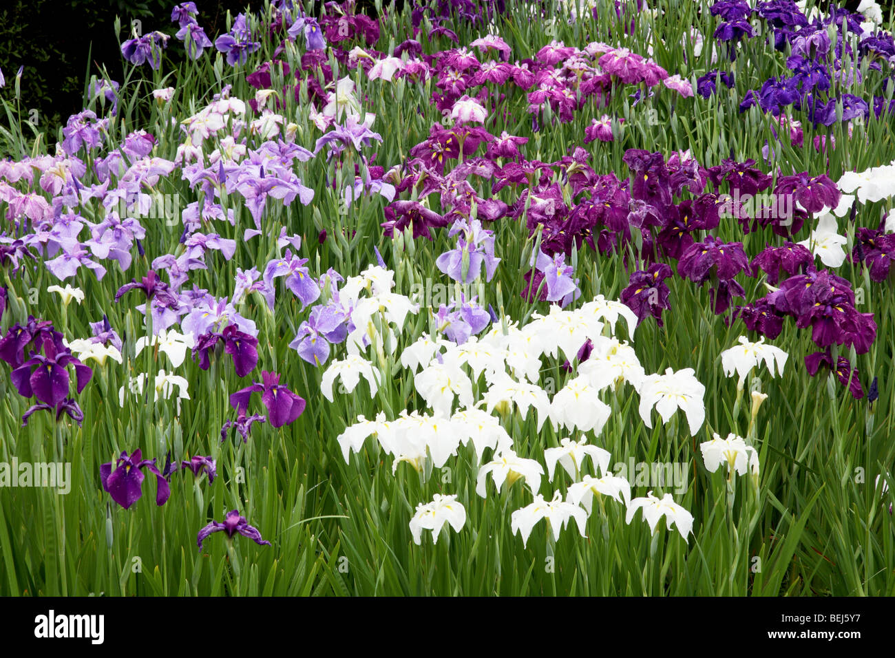 Iris garden tokyo hi-res stock photography and images - Alamy