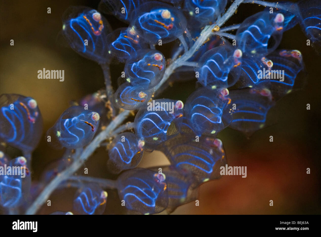 Blue Ascidians on a stalk under water Stock Photo - Alamy