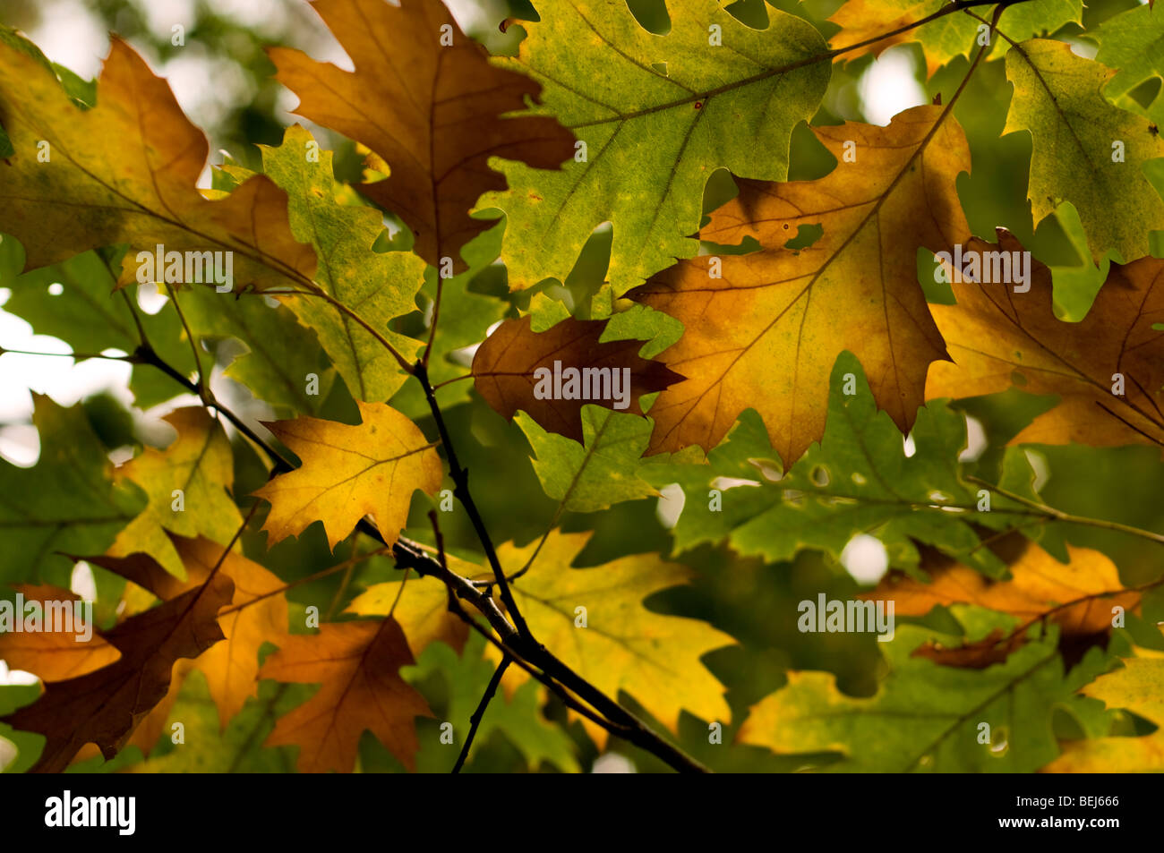 Leaves transform hi-res stock photography and images - Alamy