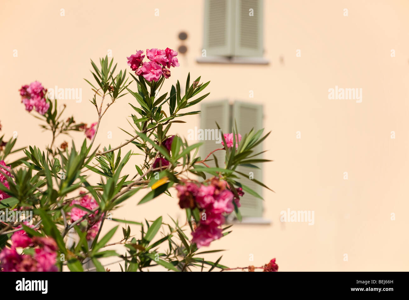 Oleander plant hi-res stock photography and images - Alamy