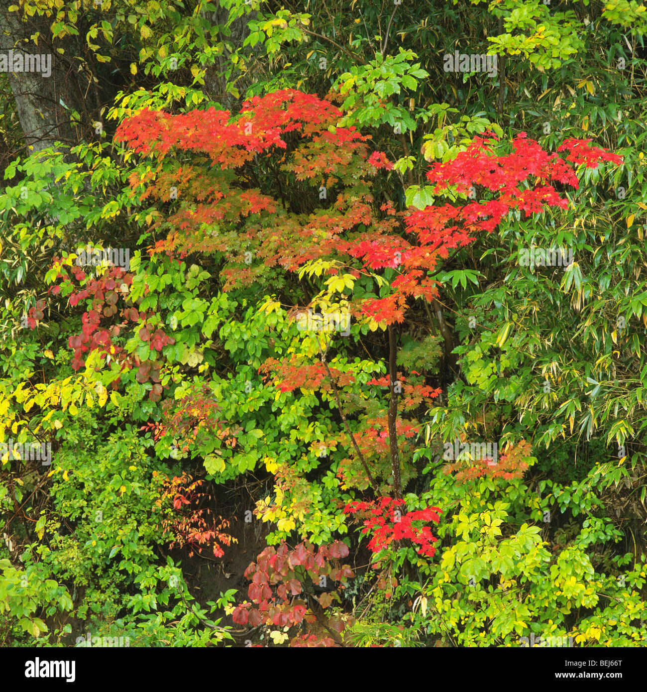 Senboku japan hi-res stock photography and images - Alamy