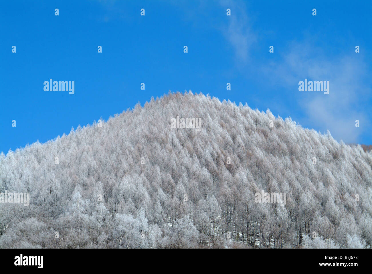 Tree covered mountain Stock Photo - Alamy