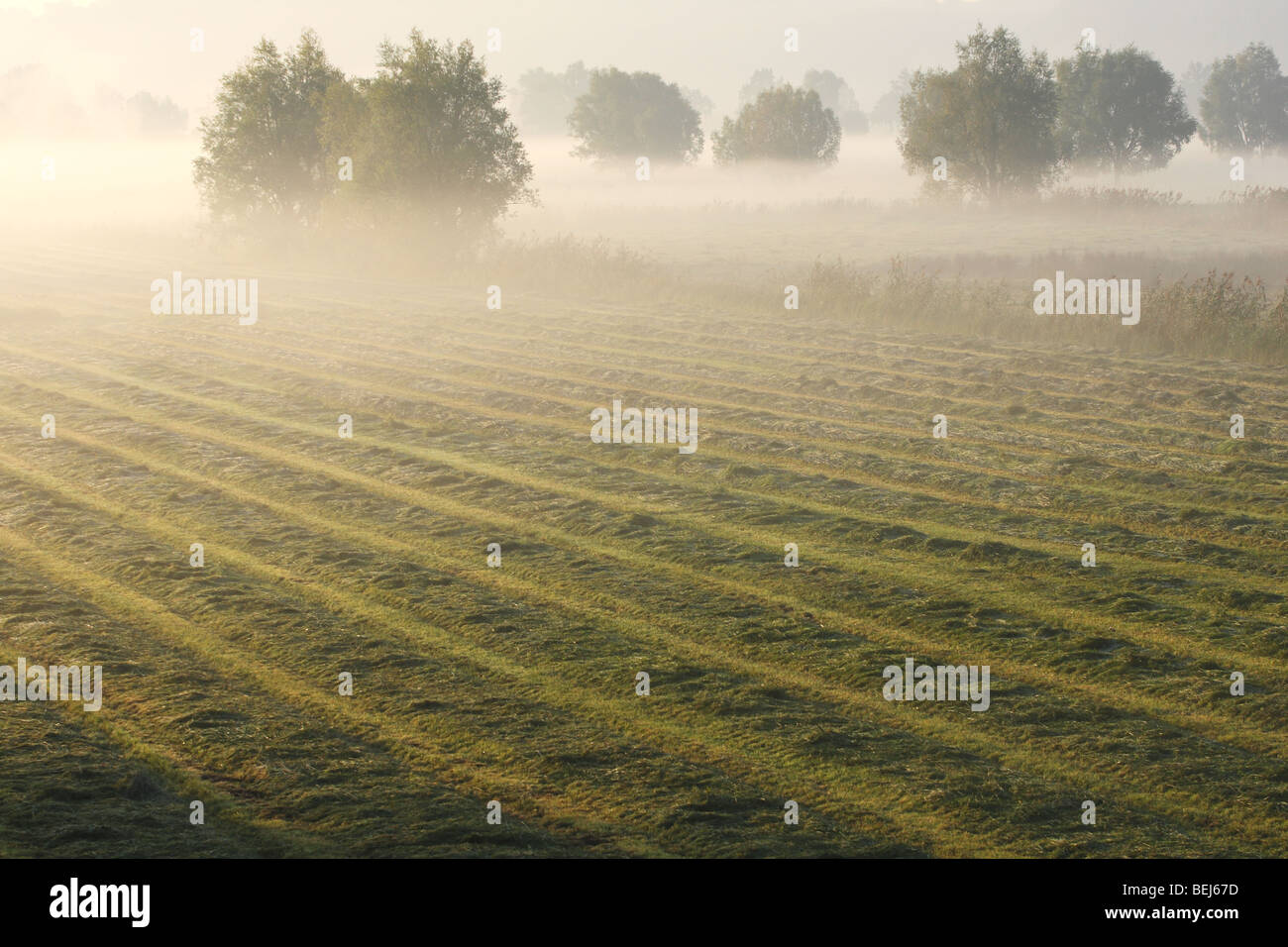 Field with hay in mist, Belgium Stock Photo - Alamy