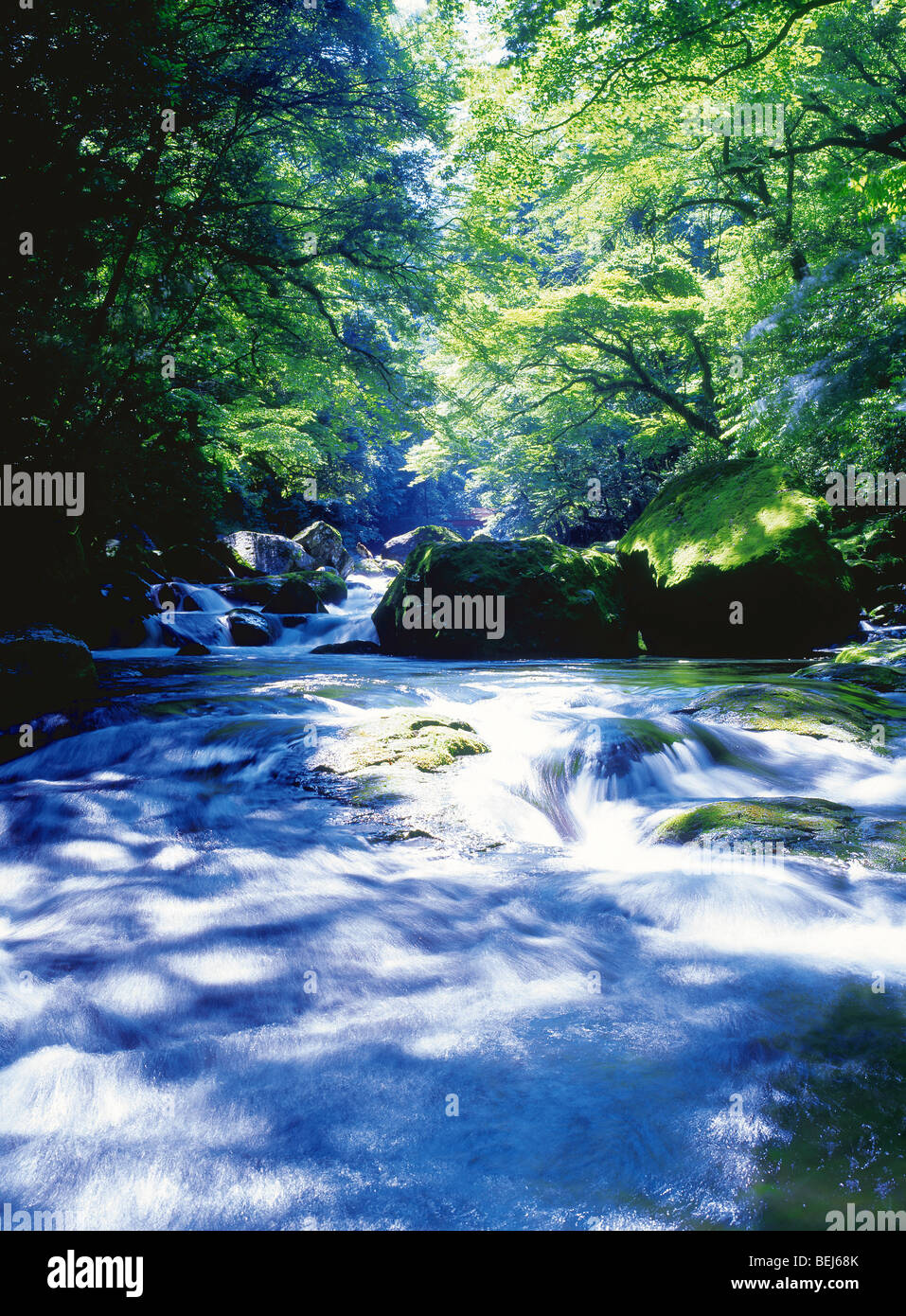 Alpine stream and green trees, Kikuchi Valley, Kumamoto Prefecture ...