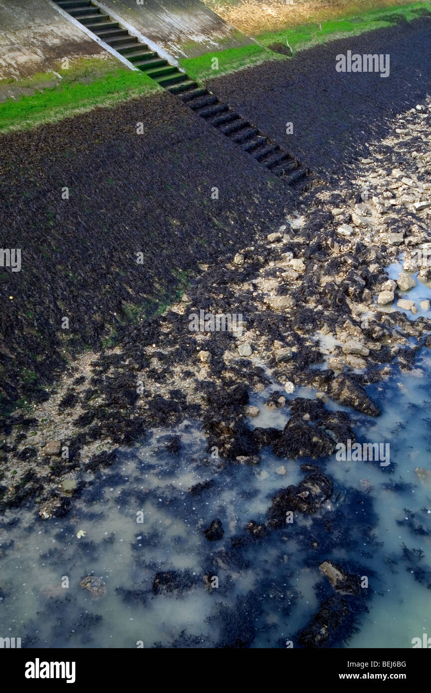 Tidal marks in harbour formed by alga and seaweed Stock Photo - Alamy